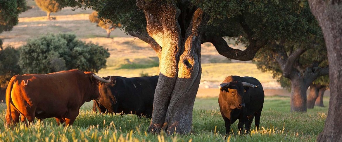 Los 8 árboles más comunes de Castilla y León - Patrimonio Activo